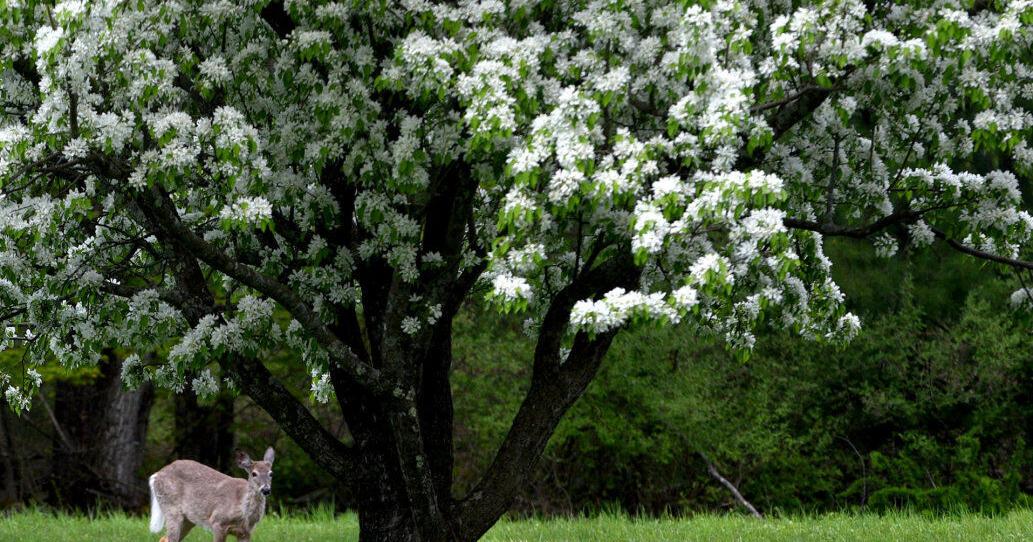 Two Deer and a Pear Tree | | unionleader.com