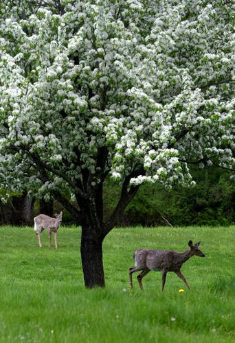 Two Deer and a Pear Tree | | unionleader.com