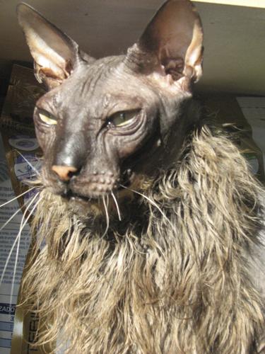 world's ugliest cat