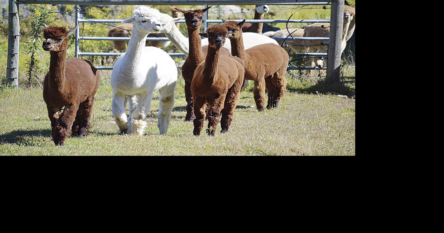 Alpacas are low-maintenance livestock | Animals | unionleader.com