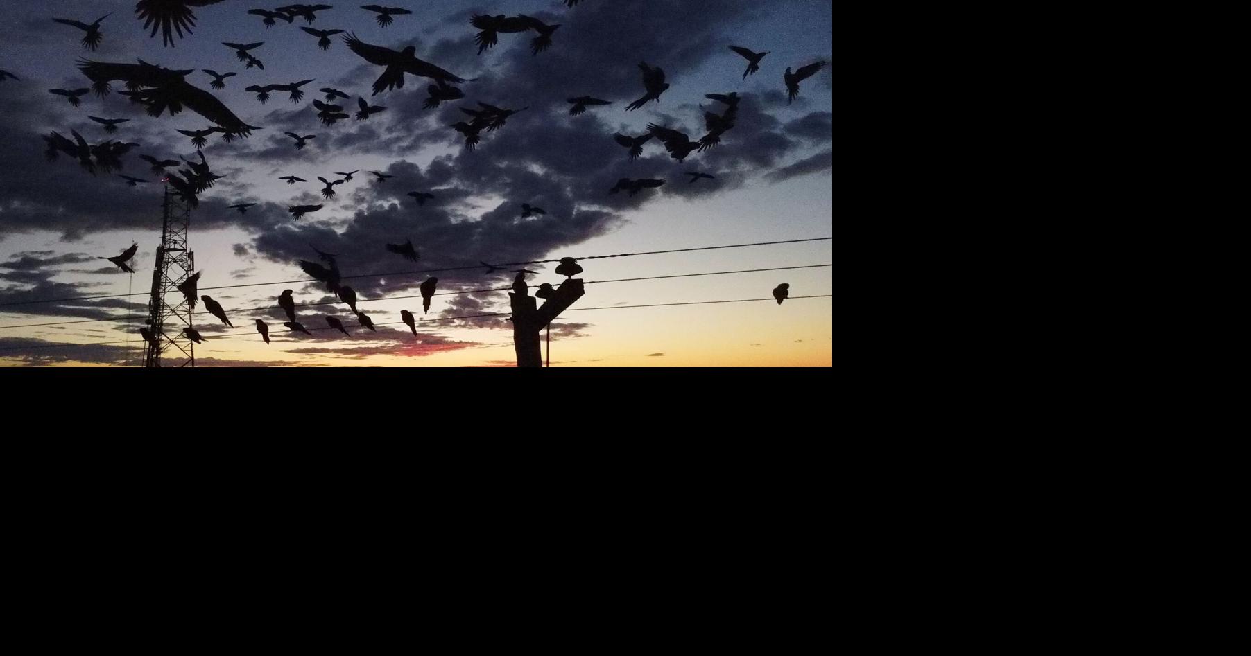 Argentine town battles a parrot invasion | | unionleader.com