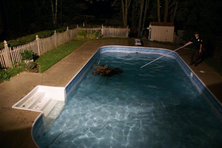 Trapped moose freed after hours in Manchester pool | Animals ...