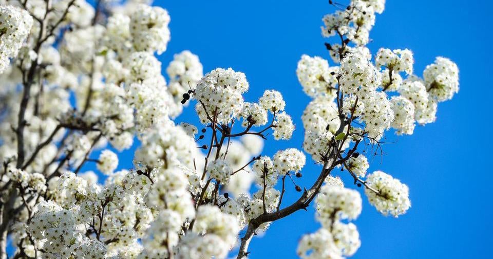 A tree that smells like rotting fish is so invasive that states are ...