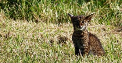 UNH scientists find people may be stressing out bobcats | Animals ...