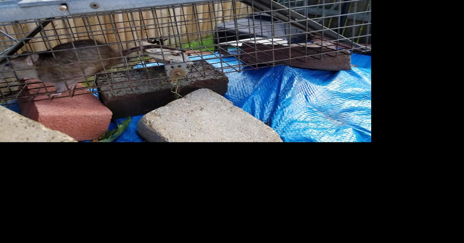Goffstown latest NH town dealing with a rat infestation this summer ...