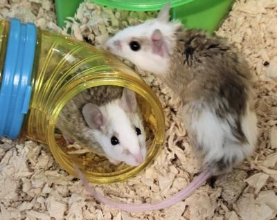 Shelter makes final push to find 120 rodents a home for the holidays ...
