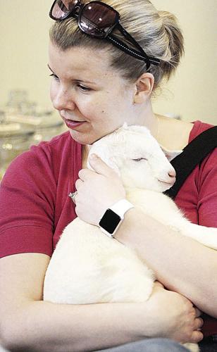 Farm babies spring up in Nottingham | Animals | unionleader.com