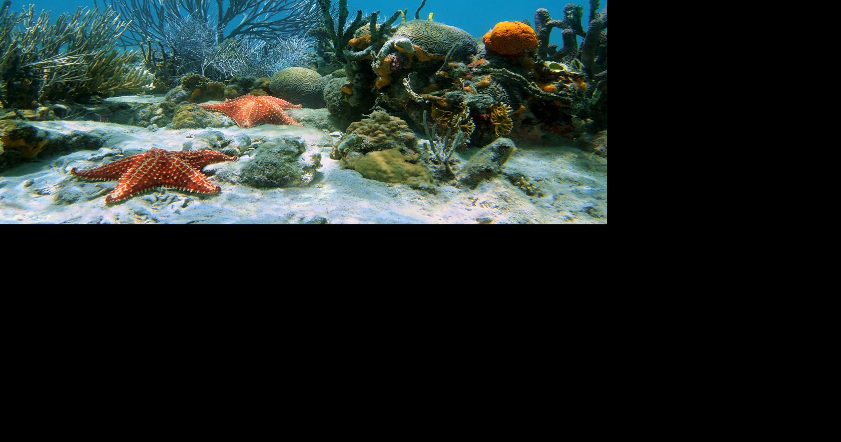 Scientists solve mystery of what’s killing billions of starfish off ...