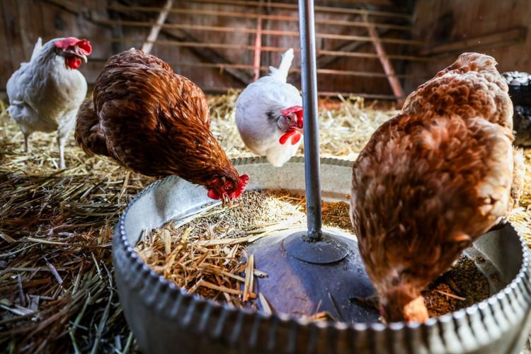 Chickens in jail: Prisoners are nursing sick poultry back to health ...