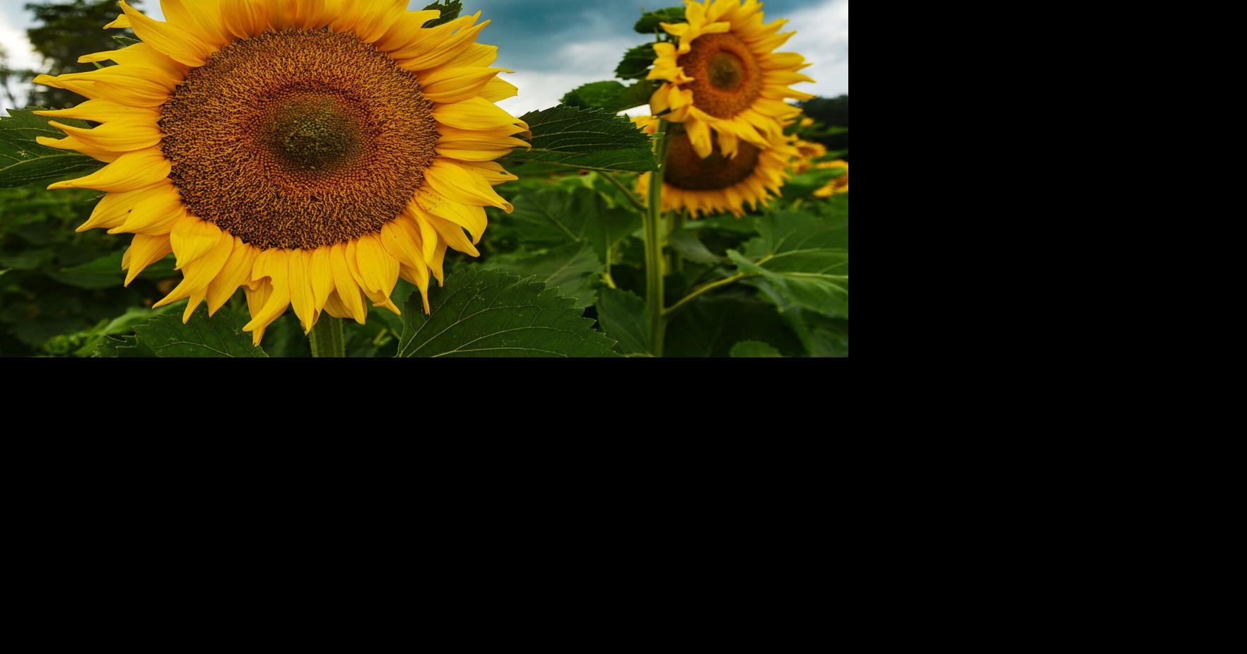 Stacey Cole Nature Talks: Hulling sunflower seeds is a pleasant way to ...