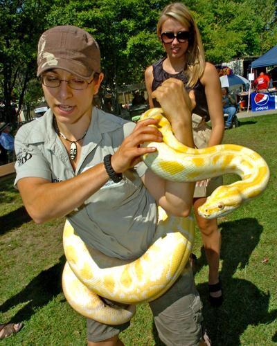 albino python hampshire