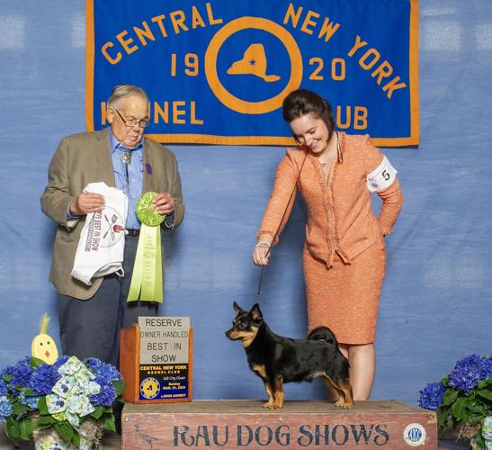 Will Weare pooch be top dog at Westminster? | Animals | unionleader.com