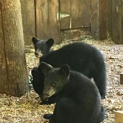 Relocated for the second time, Hanover bear is on the move again ...