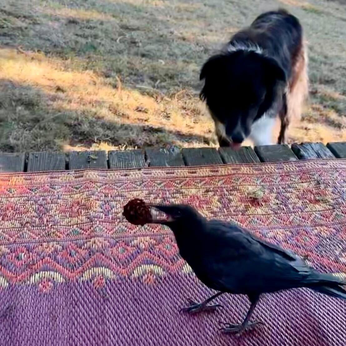 will crows attack dogs