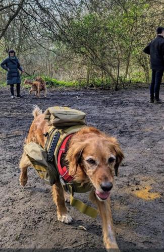 A popular nature park was trampled by overuse. Dogs came to the rescue ...
