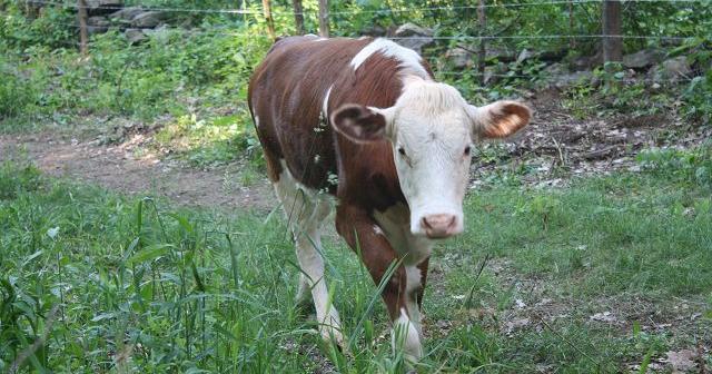 Pelham police to meet with owner of Tased cow | News | unionleader.com