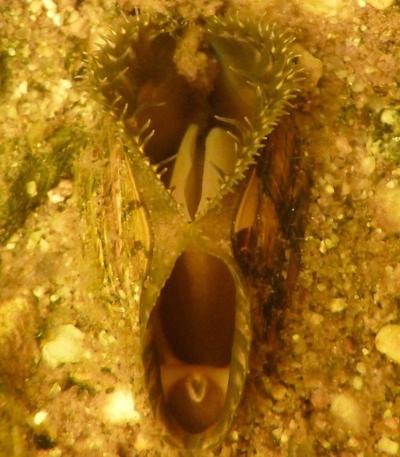 NH biologists fight for survival of freshwater mussels | Animals ...