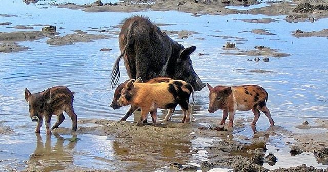 Boarish behavior: NH's invasion of the wild pigs | Animals ...