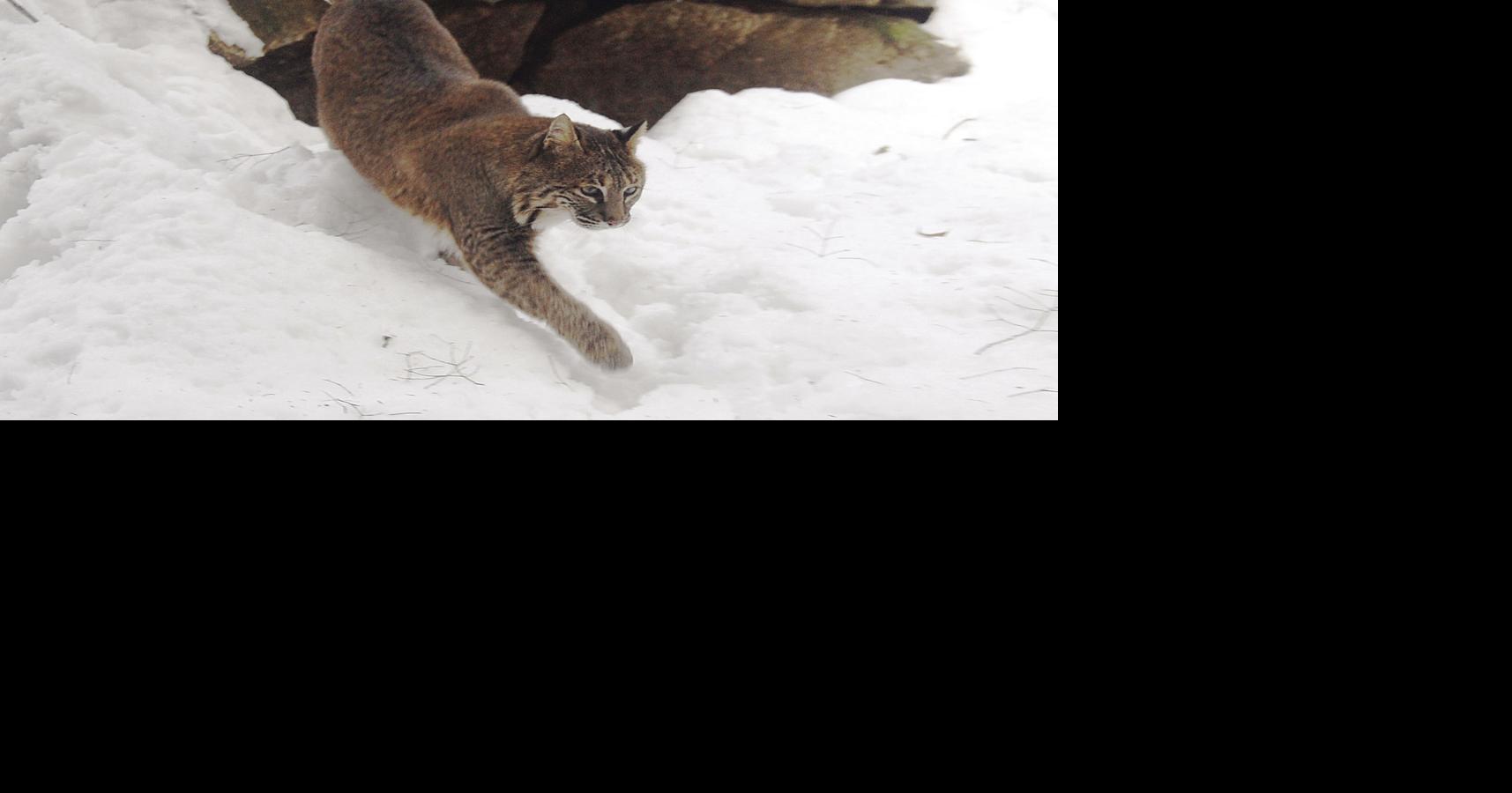 UNH bobcat study to help researchers understand 'landscape connectivity ...
