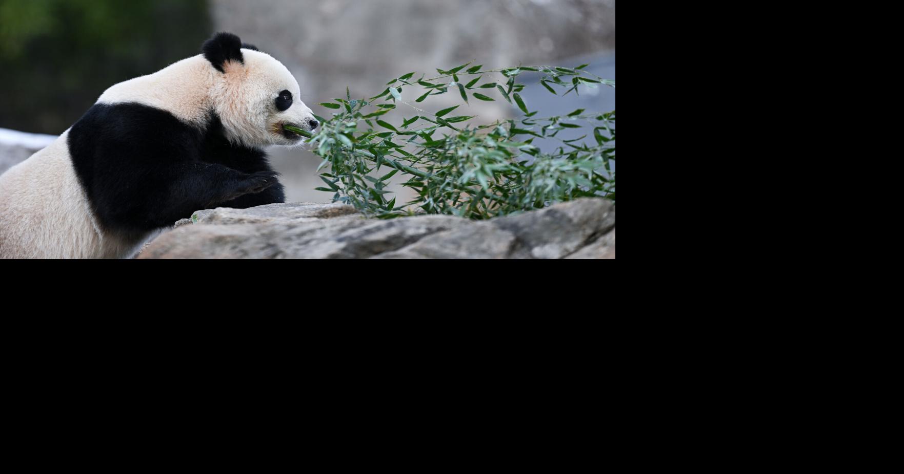 New pandas show ‘encouraging’ mutual interest, National Zoo says ...