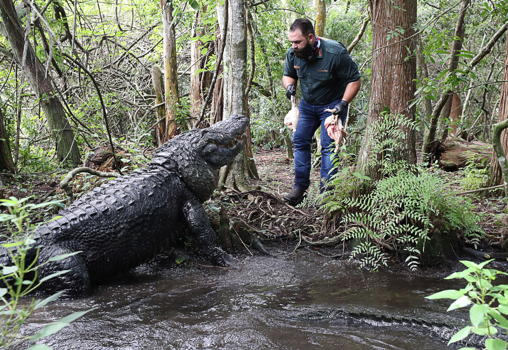 Beloved Buddy, the biggest alligator at Florida's Gatorland, has died ...