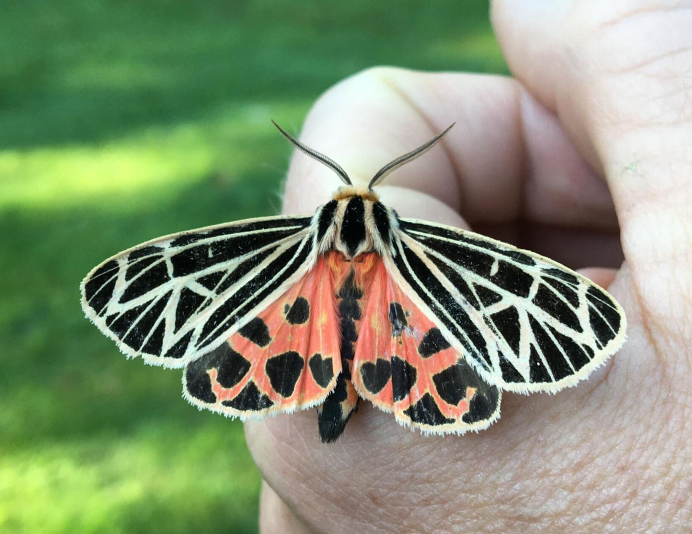 Forest Journal: Mothing for beginners | Forest Journal | unionleader.com