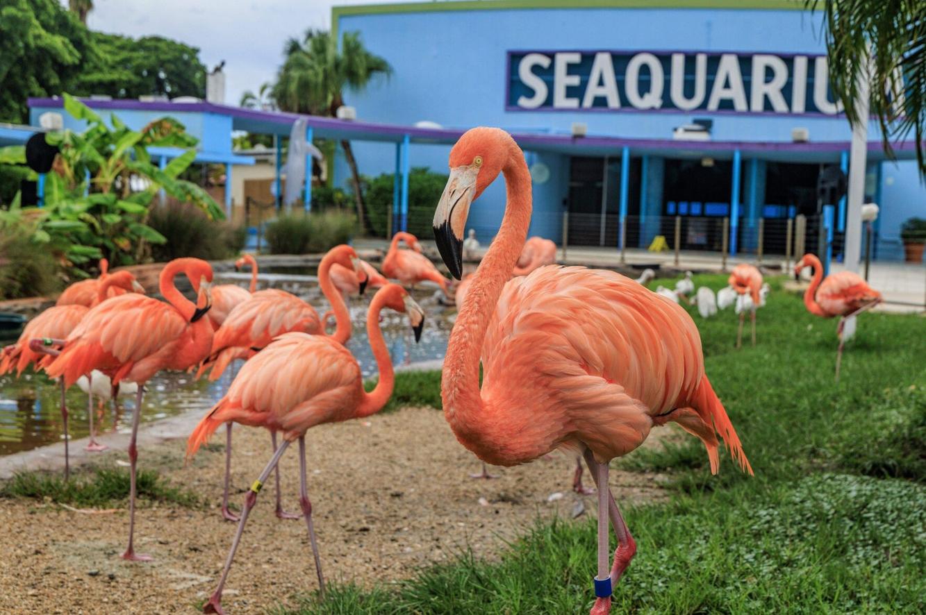 Flamingo fans fight to unseat the mockingbird as Florida’s state bird ...