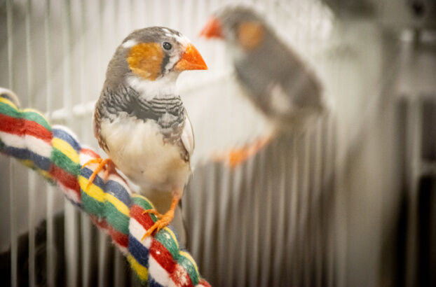 Homes sought for nearly 100 animals, including cats, rats and finches ...