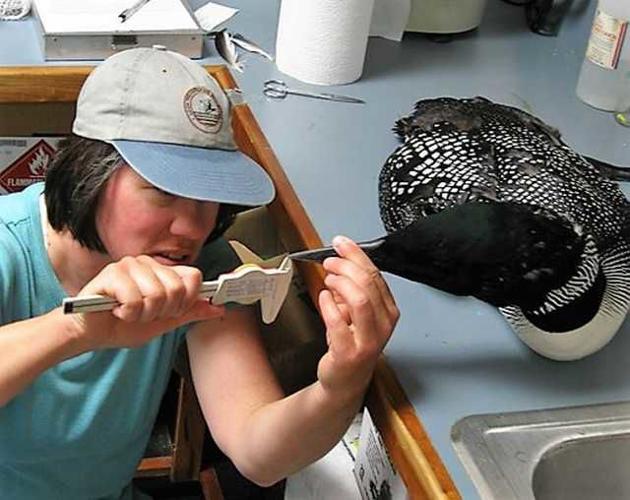 Loon Preservation Committee takes a close look inside loon nests ...