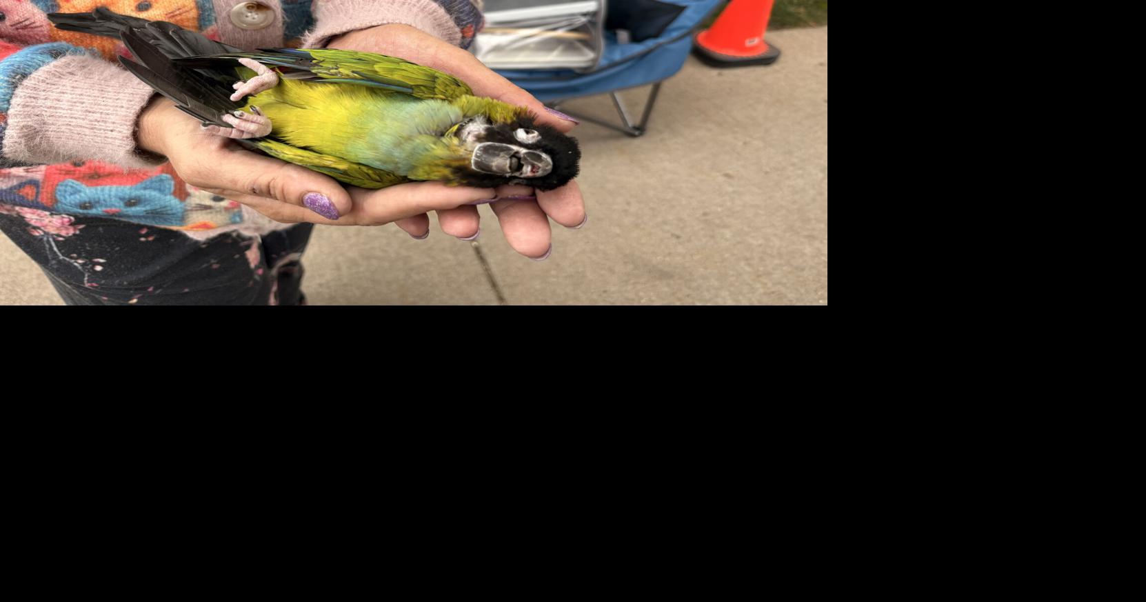 Strangers came to the aid of beloved parrot, but it wasn’t enough ...