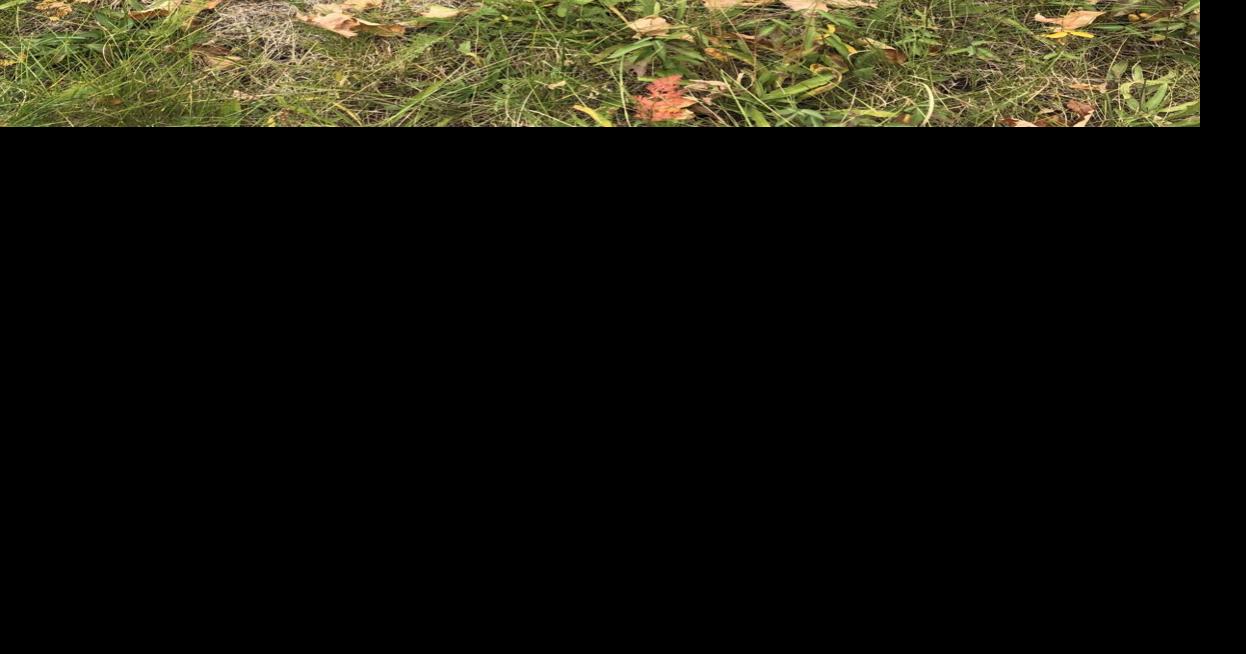 Write-in candidate to take on trans anarchist in Cheshire County ...