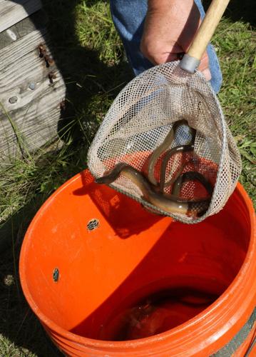 The incredible journey of the American eel | Animals | unionleader.com