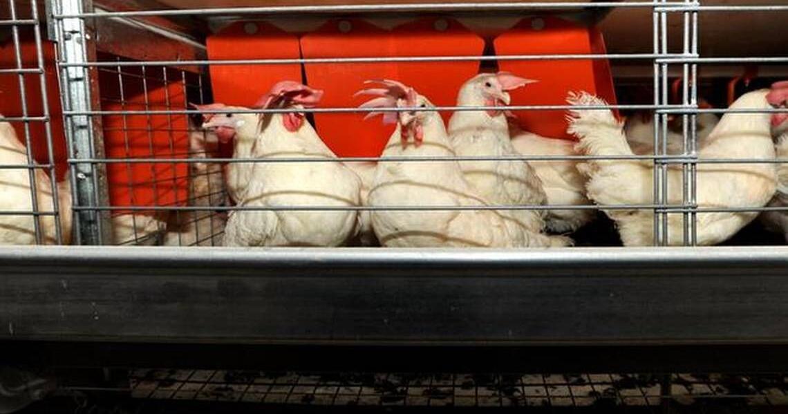 What to know about the bird flu outbreak as concerns about US cases ...