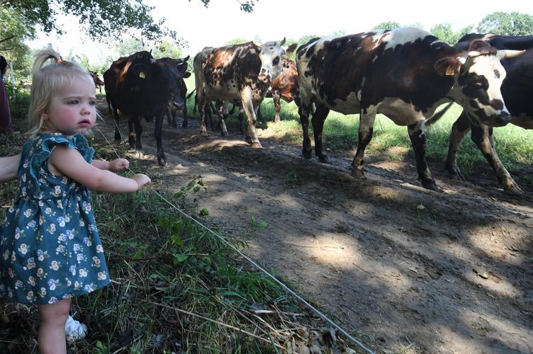 Brookford Farm | Animals | unionleader.com