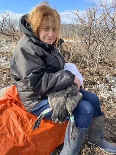 Loons rescued from NH lakes after cold snap | Animals | unionleader.com