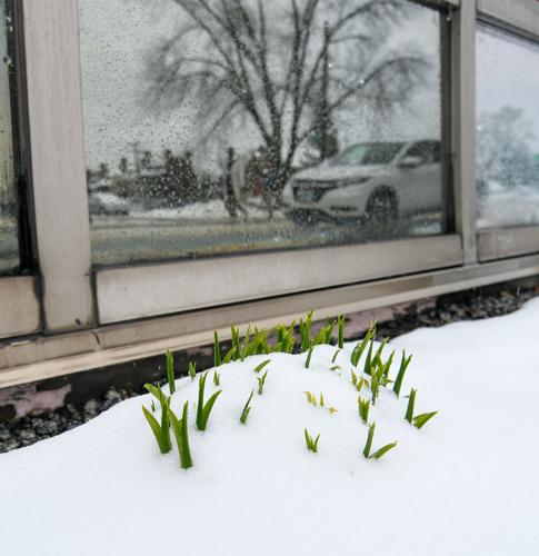Spring Snow | Weather | unionleader.com