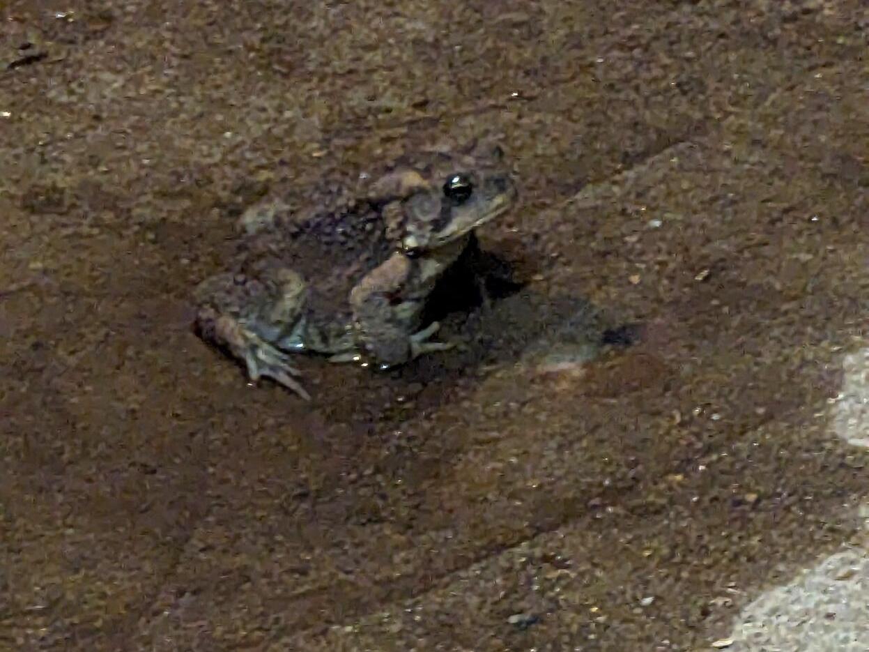 basementtoad