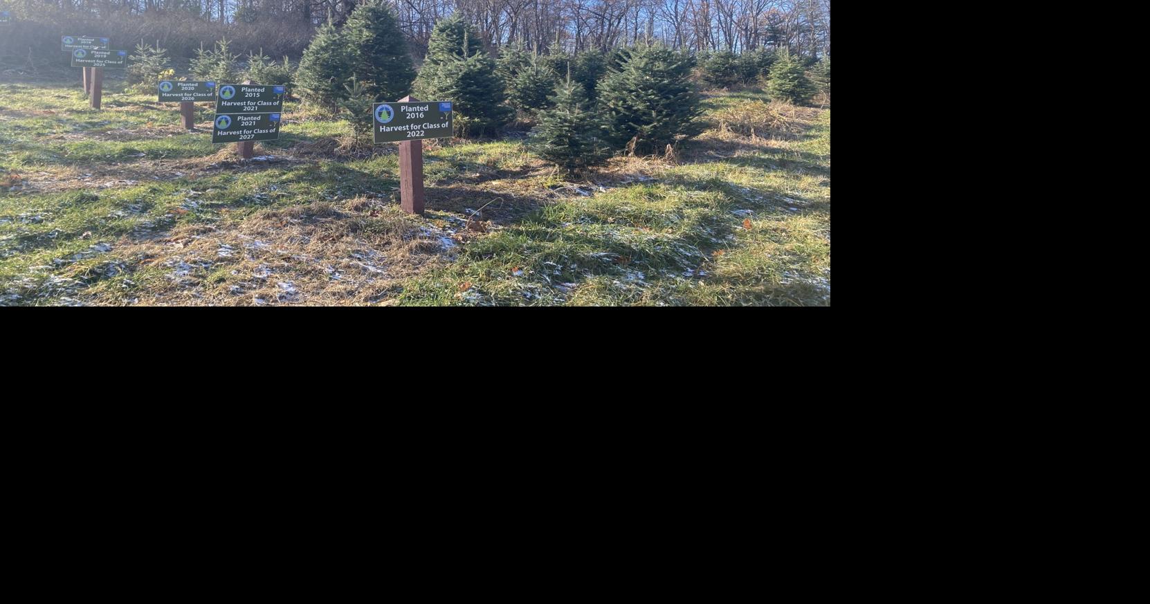 Winter Notes: Search for perfect Christmas tree leads to Bethlehem ...