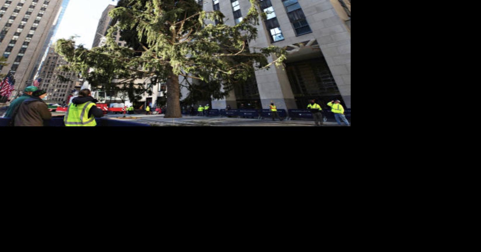 Rockefeller Center's scraggly Christmas tree is deemed 'a metaphor for ...