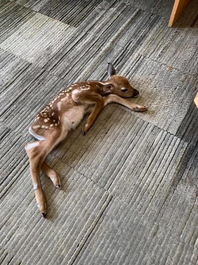 Enfield man surprises local police with fawn; Fish and Game says leave ...