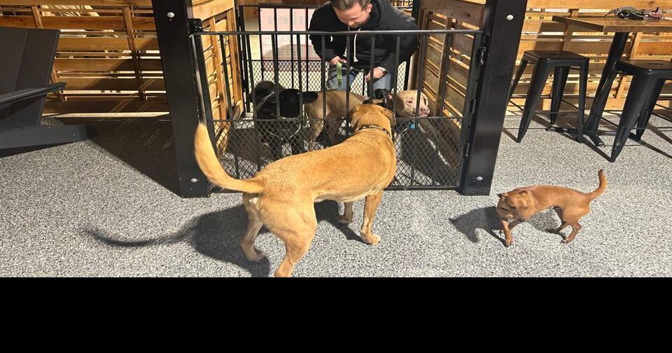 BIZ-NEW-ENGLANDS-FIRSTEVER-DOG-BAR-36-MLV.jpg | Animals | unionleader.com