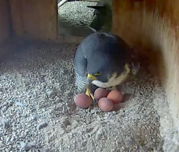 Manchester's falcons have worldwide appeal | Animals | unionleader.com