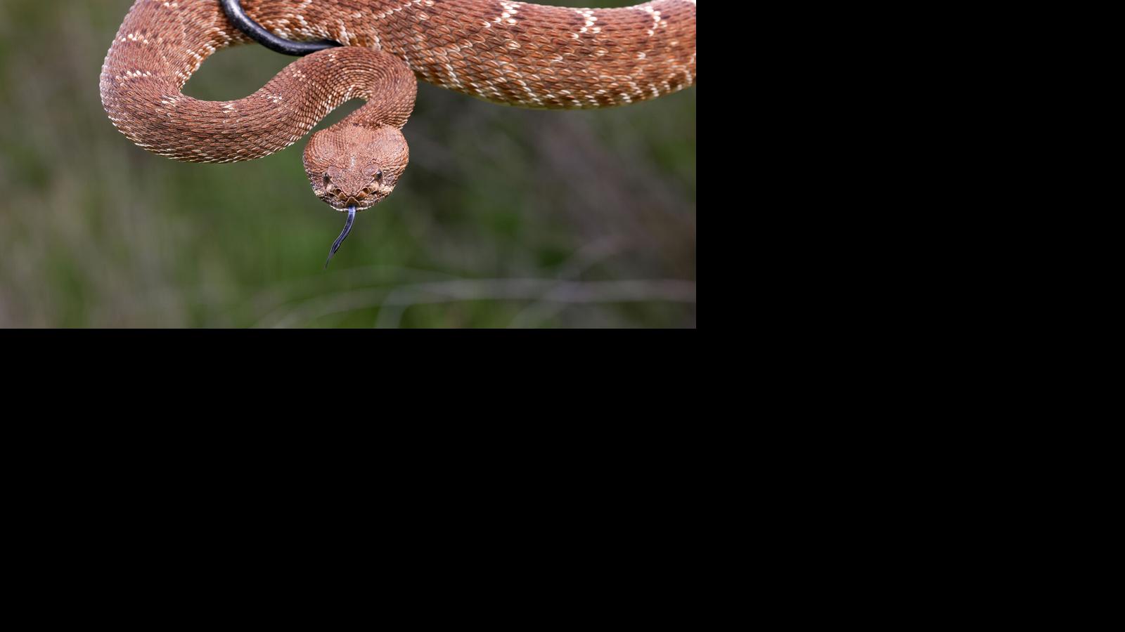 Rattlesnakes on California's Santa Catalina Island have learned that it ...