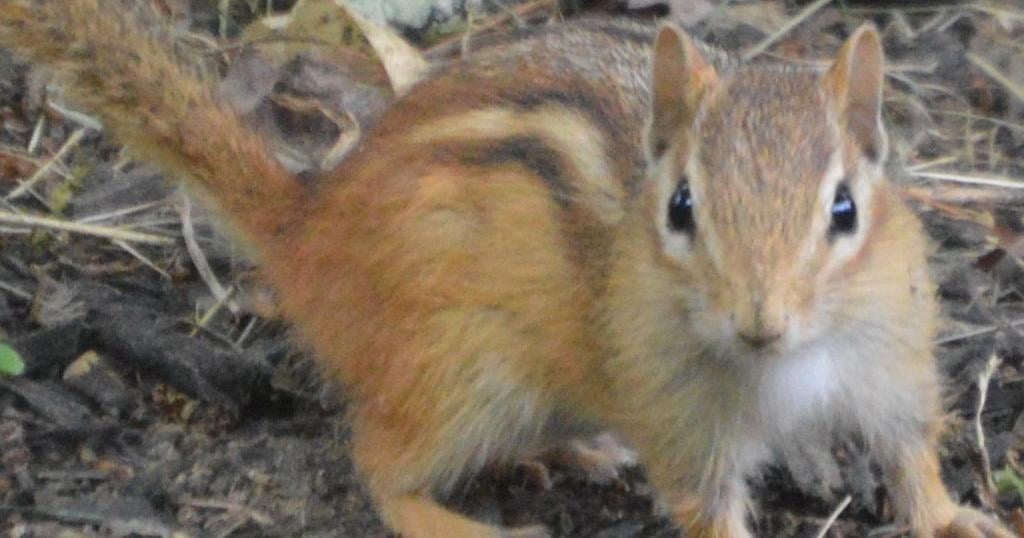 NH chipmunk invasion has homeowners going nuts | Animals | unionleader.com