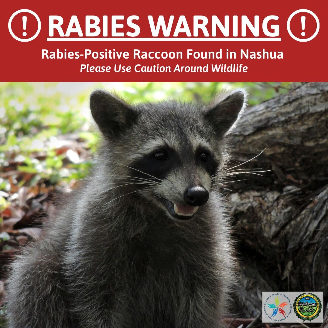 Raccoon captured in Nashua neighborhood tests positive for rabies ...