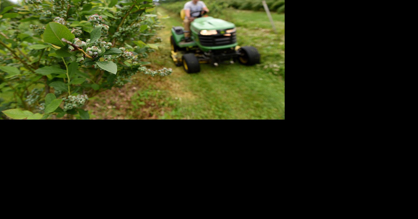 New Hampshire farms offer a sweet summer alternative to supermarkets ...