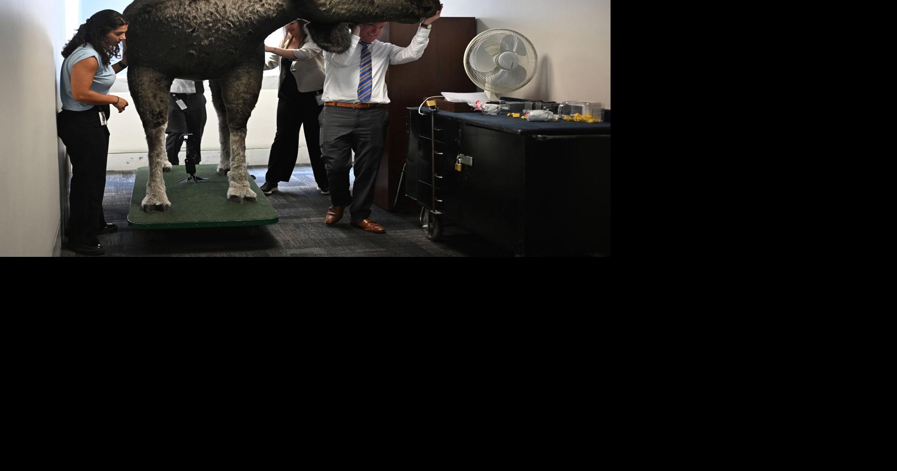 If you move a NH moose through the US Senate | Human Interest ...