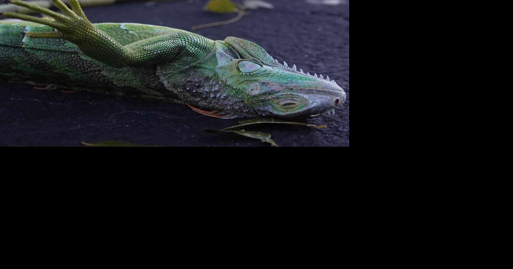 An estimated 8,000 cold-stunned iguanas removed from parts of Florida ...