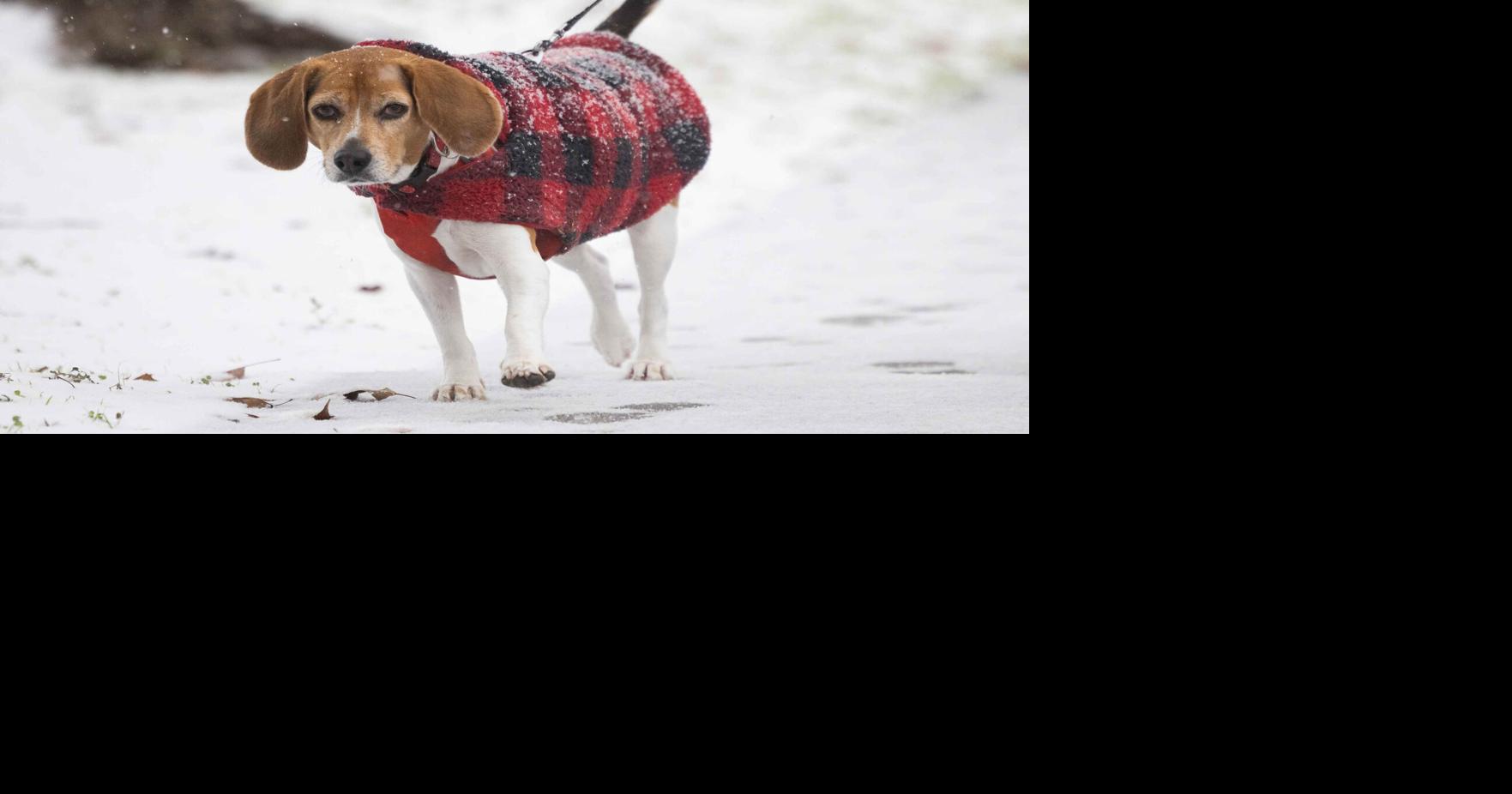 Dogs can hurt their tails by wagging. What to know about ‘happy tail ...