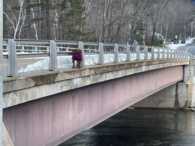 Pair charged with animal cruelty for abandoning dog near bridge, state ...